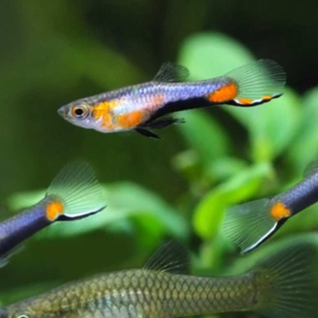 N-Class French Blue Star Endlers (Poecilia wingei) – Pure Bred & Rare ...