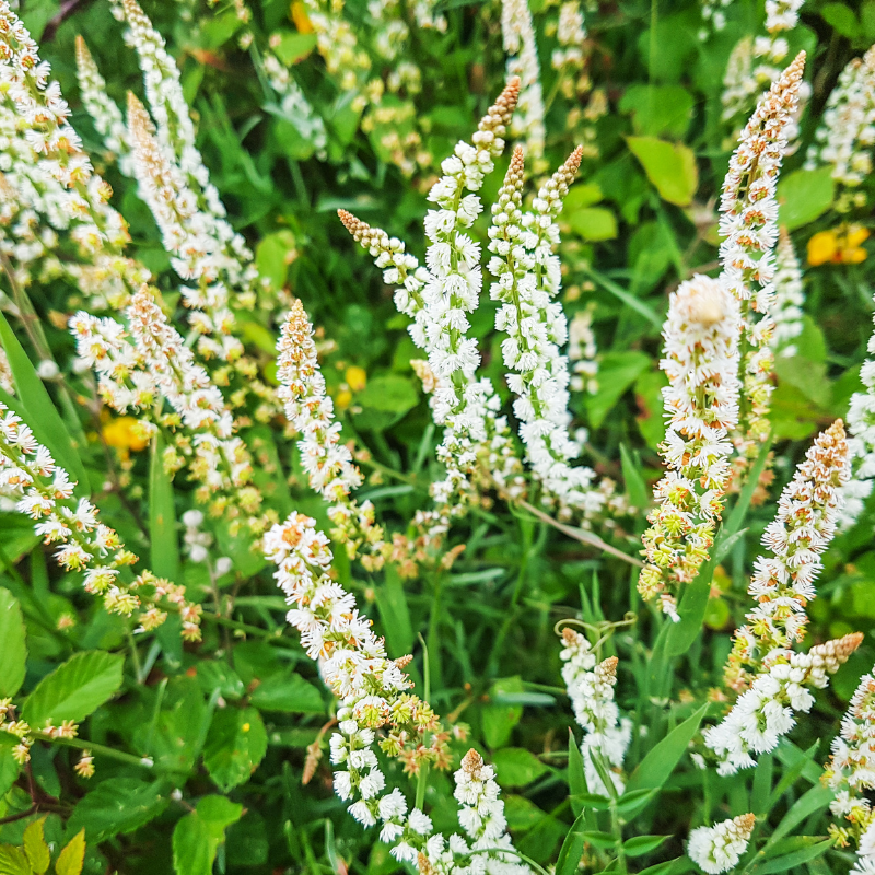 Sweet White Mignonette (Reseda odorata) – Fragrant Blooms for Pollinat ...