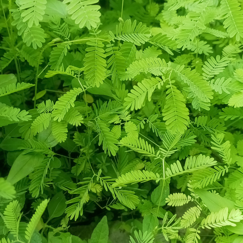 Mimosa Illinois Bundleflower (Desmanthus illinoensis) – Native Butterf ...
