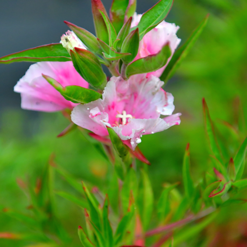 Godetia Pink (Clarkia amoena) – Soft Pink Blooms for Cottage Gardens ...
