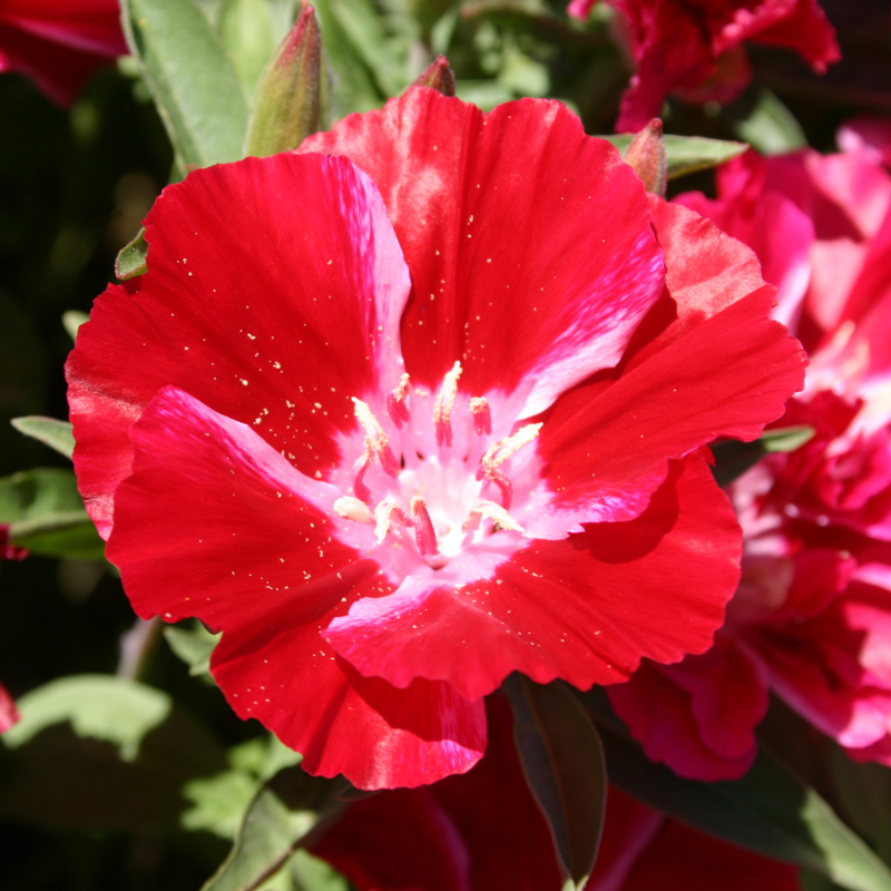 Godetia Scarlet (Clarkia amoena) – Vibrant Red Blooms, Annual Garden F ...