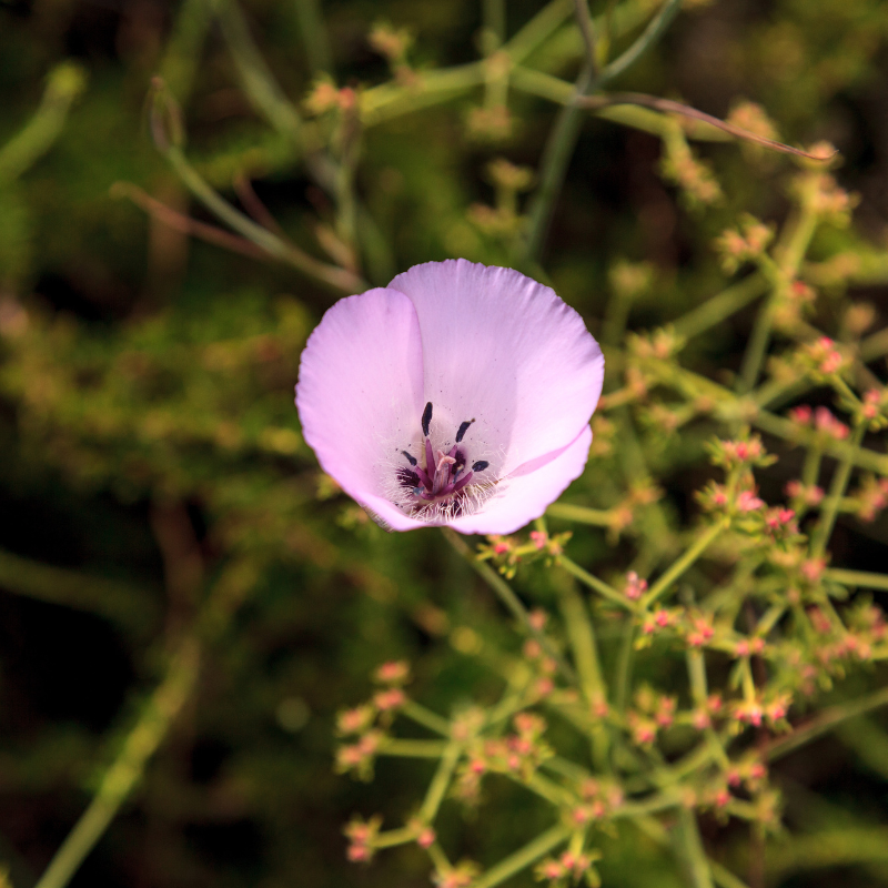 California Poppy Purple (Eschscholzia californica) – Vibrant Purple Bl ...