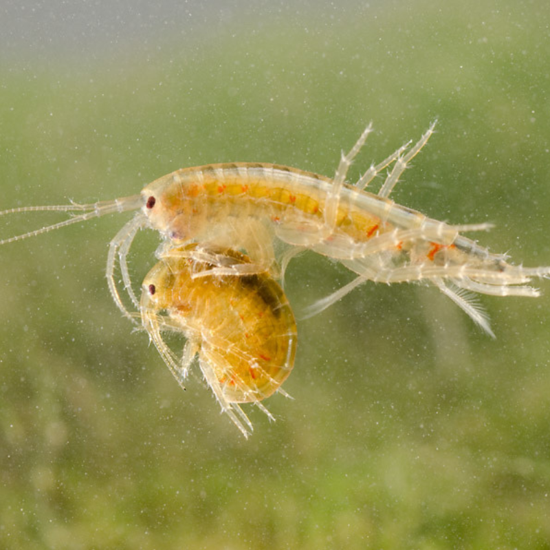 Scuds (Gammarus lacustris) – Freshwater Amphipods for Aquariums & Pond ...
