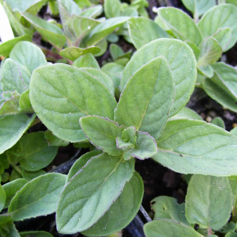 Sweet Lemon Hillary Mint Plant Plug (Mentha species) – Refreshing Lemo ...