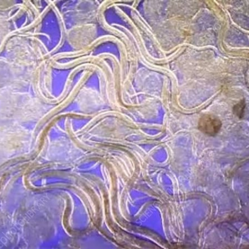 Microworm Starter Culture (Panagrellus redivivus) – Live Food for Fish ...