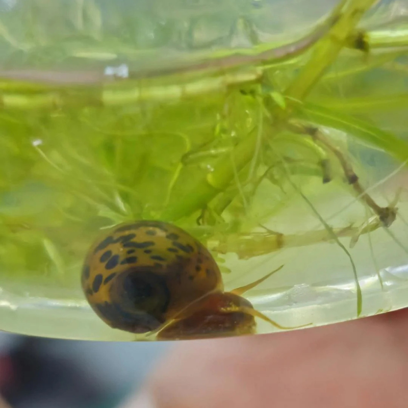 Chocolate Leopard Ramshorn Snails (Planorbella duryi) – Unique Pattern ...