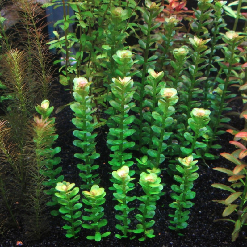 Rotala Indica Bonsai – Compact Aquatic Plant with Delicate Green Leave ...