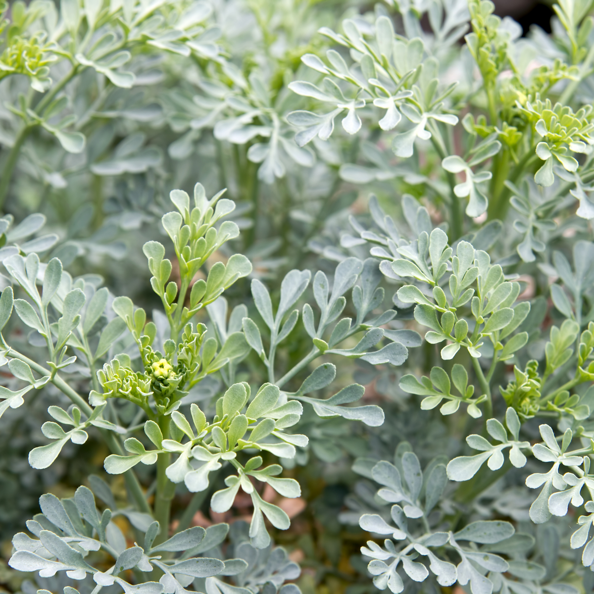 Rue 50+ Seeds (Ruta graveolens) – Organic Perennial Herb – Unique Frag ...