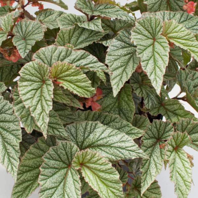 Angel Wing Begonia Frosty Plant Plug (Begonia 'Frosty') – Silvery, spe ...
