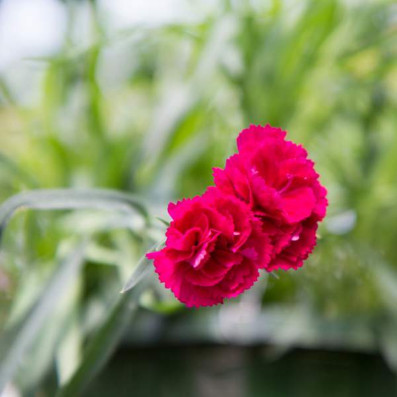 Carnation Trailing Plant Plug (Dianthus caryophyllus) – Fragrant trail ...