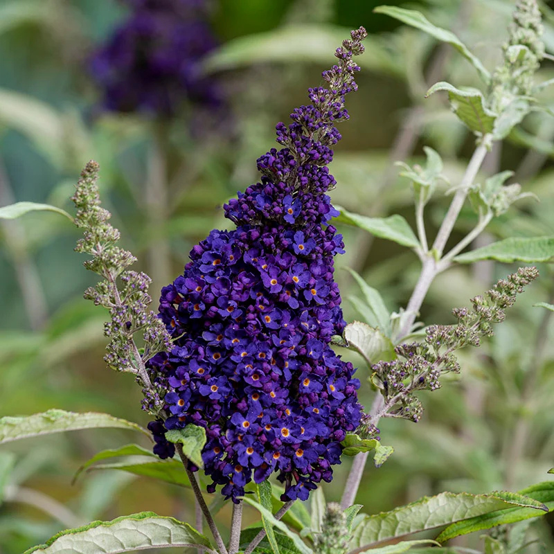 Buzz Midnight Butterfly Bush Plant Plug (Buddleia davidii 'Buzz Midnig ...