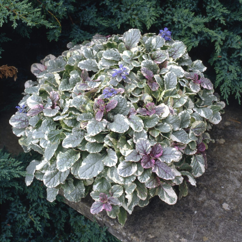 Ajuga Burgundy Glow Plant Plug (Ajuga reptans) Spreading ground cover ...