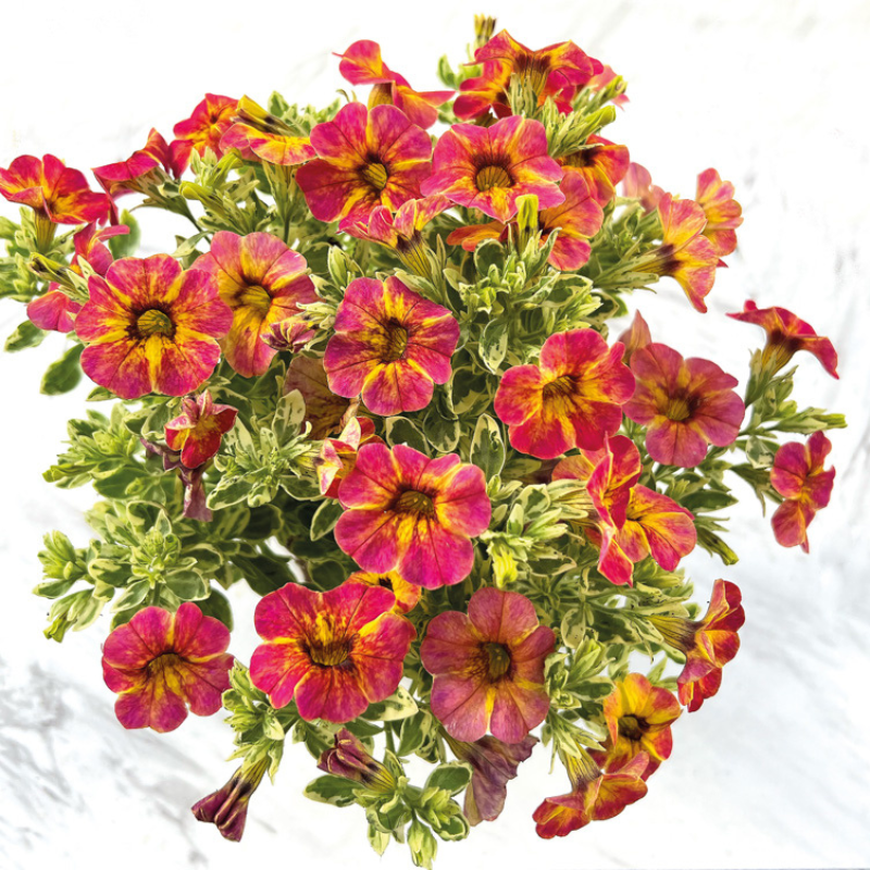 Calibrachoa Caliloco Spicy Honey Plant Plug (Calibrachoa hybrida) – Co ...