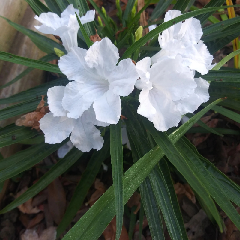 Ruellia Compacta White Plant Plug (Ruellia simplex 'Compacta White ...