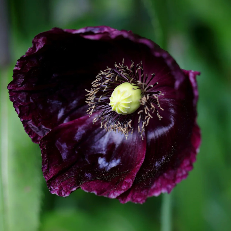 Midnight Poppy Seeds (Organic) (Papaver sp.) – Elegant, dark-hued popp ...