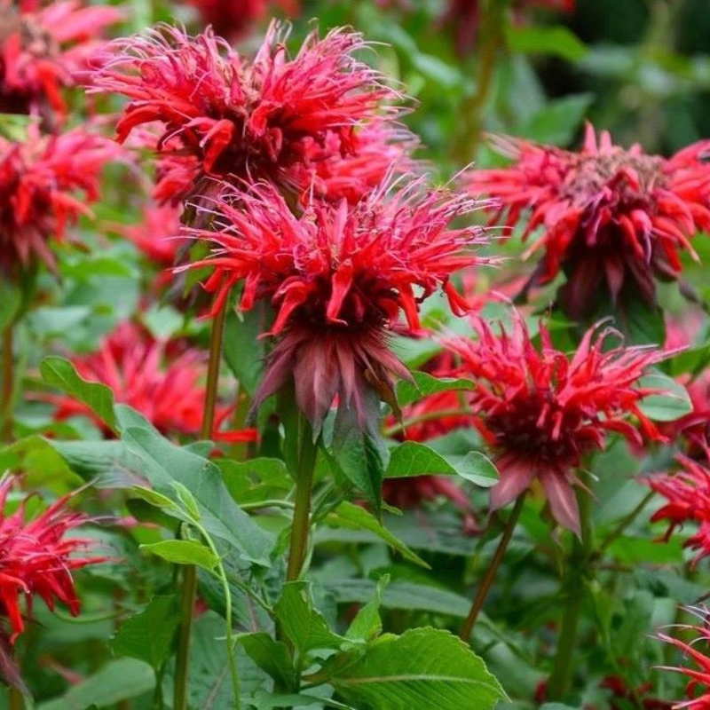 Monarda Fireball Plant Plug (Monarda didyma 'Fireball') – Bee Balm wit ...