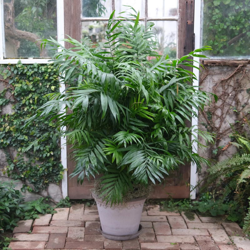 Parlor Palm Seeds (Chamaedorea elegans) – Classic houseplant with deli ...