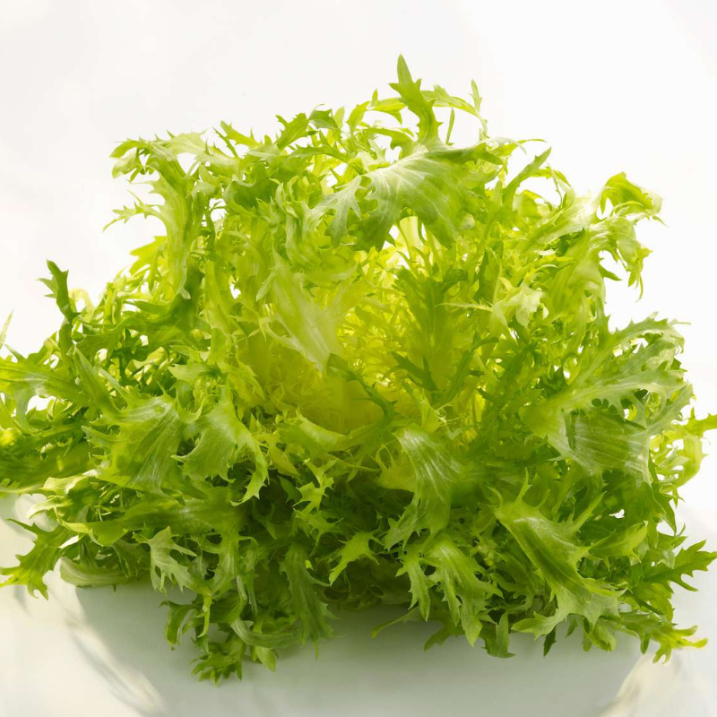 Frisée Endive Organic Seeds (Cichorium endivia) – Lacy, curly leaves w ...