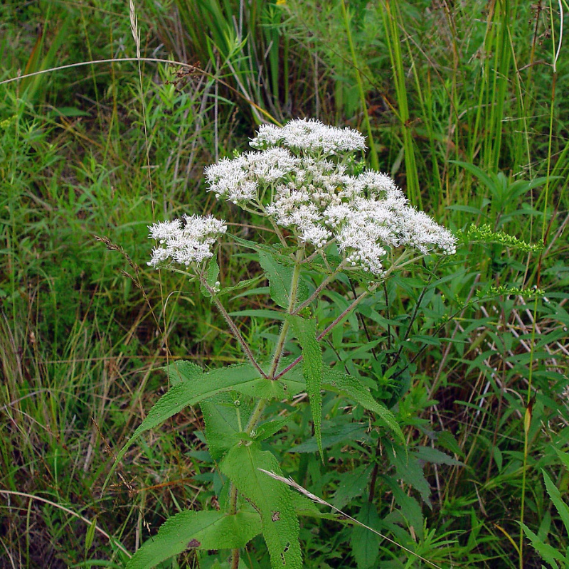 Boneset Organic Seeds (Eupatorium perfoliatum) – Medicinal herb used i ...