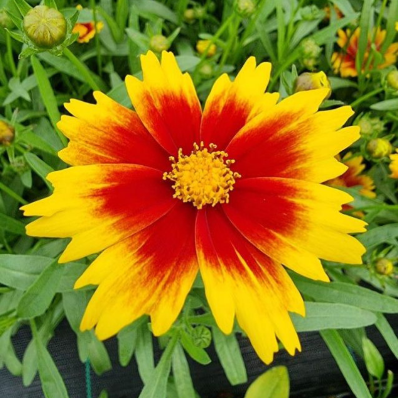 Coreopsis Solar Jewel Plant Plug – Radiant Yellow Blooms, Hardy Perenn ...