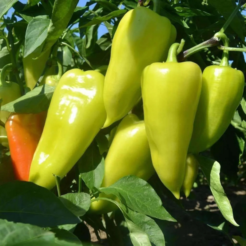 Santa Fe Grande Pepper Organic Seeds (Capsicum annuum) – Mild, colorfu ...