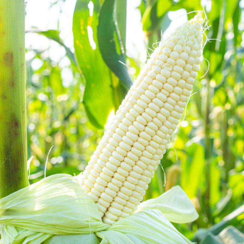 Stowell's Evergreen Corn Organic Seeds (Zea mays) – Sweet, heirloom wh ...