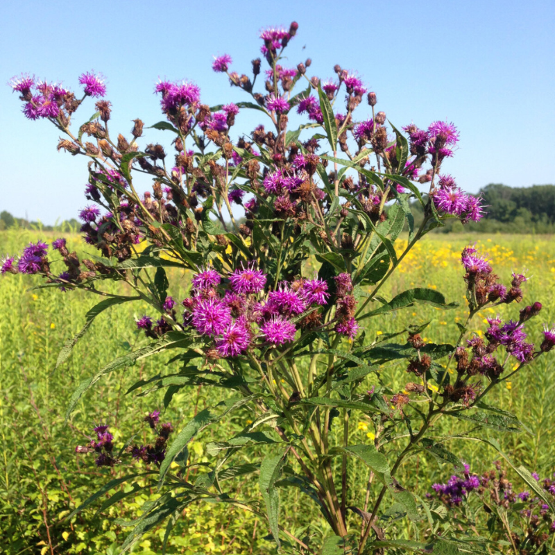 Ironweed Organic Seeds (Vernonia spp.) – Tall, hardy wildflower with p ...