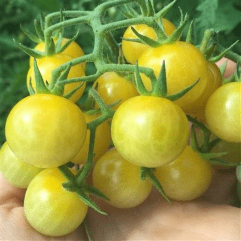 Coyote Tomato Organic Seeds (Solanum lycopersicum) – Small, sweet, and ...