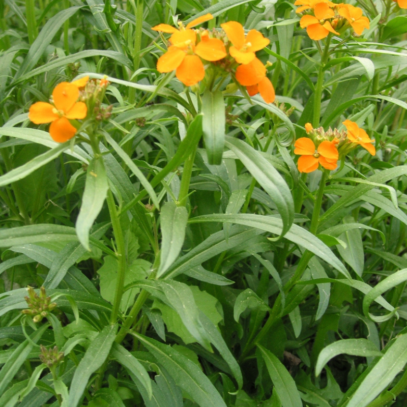 Erysimum Glow Coral Plant Plug – Warm Coral Blooms, Fragrant Perennial ...