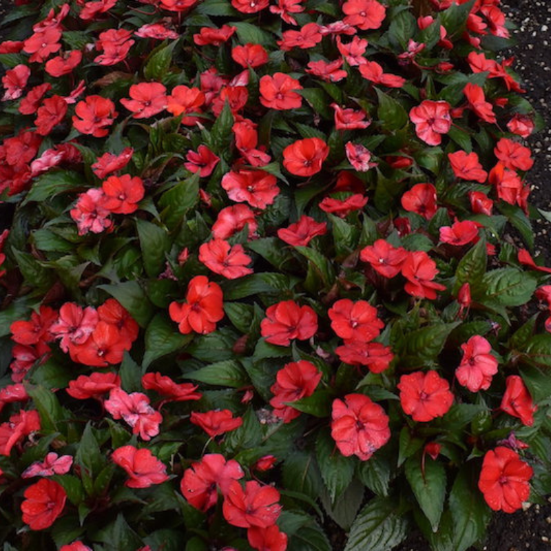 Impatiens Sunpatiens Compact Deep Red Plant Plug (Impatiens hybrida ...