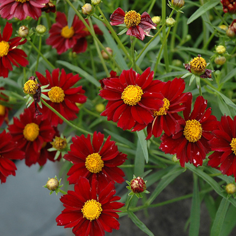 Coreopsis Mercury Rising Plant Plug (Coreopsis hybrida) – Deep red, da ...