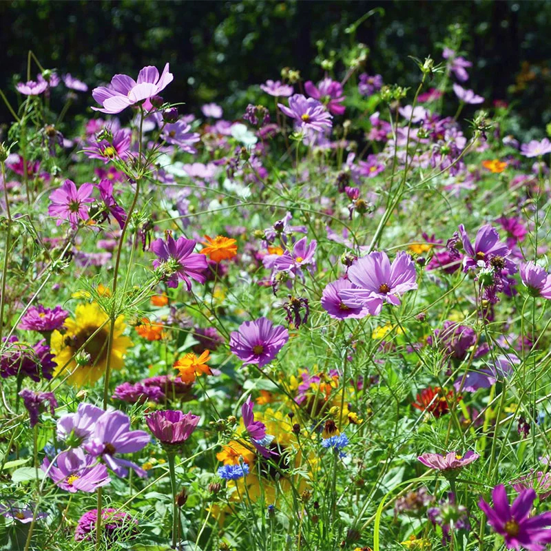 Hummingbird Wildflower Mix Organic Seeds – A blend of nectar-rich flow ...