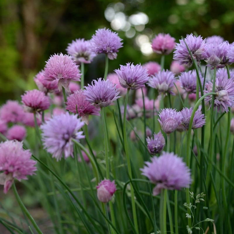 Dolores Chives Organic Seeds (Allium schoenoprasum) – Hardy, flavorful ...