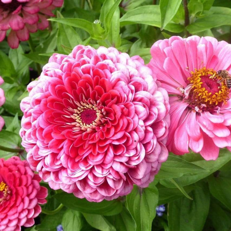 Exquisite Zinnia Organic Seeds (Zinnia elegans) – A dazzling zinnia pr ...