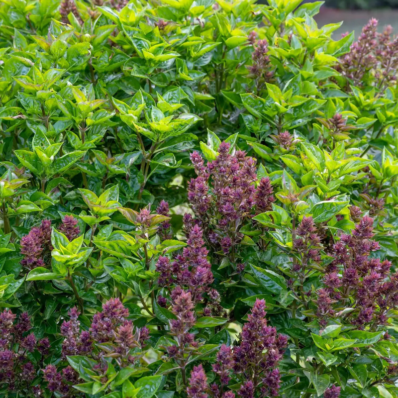 Batik Basil Organic Seeds (Ocimum basilicum) – A striking basil variet ...