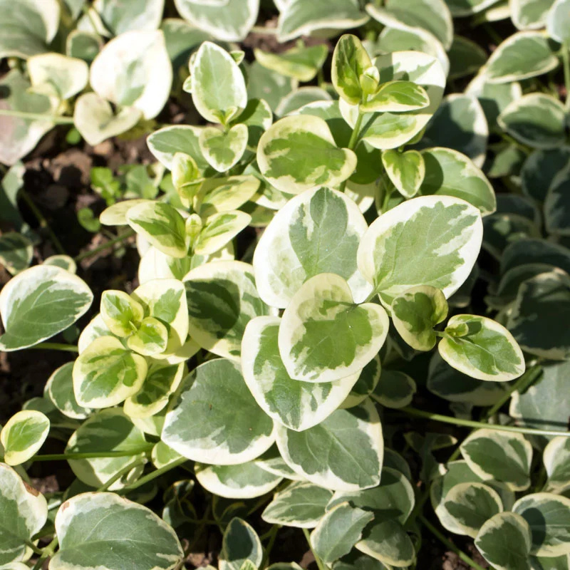 Vinca Major High Color Plant Plug (Vinca major 'High Color') – Lush Gr ...