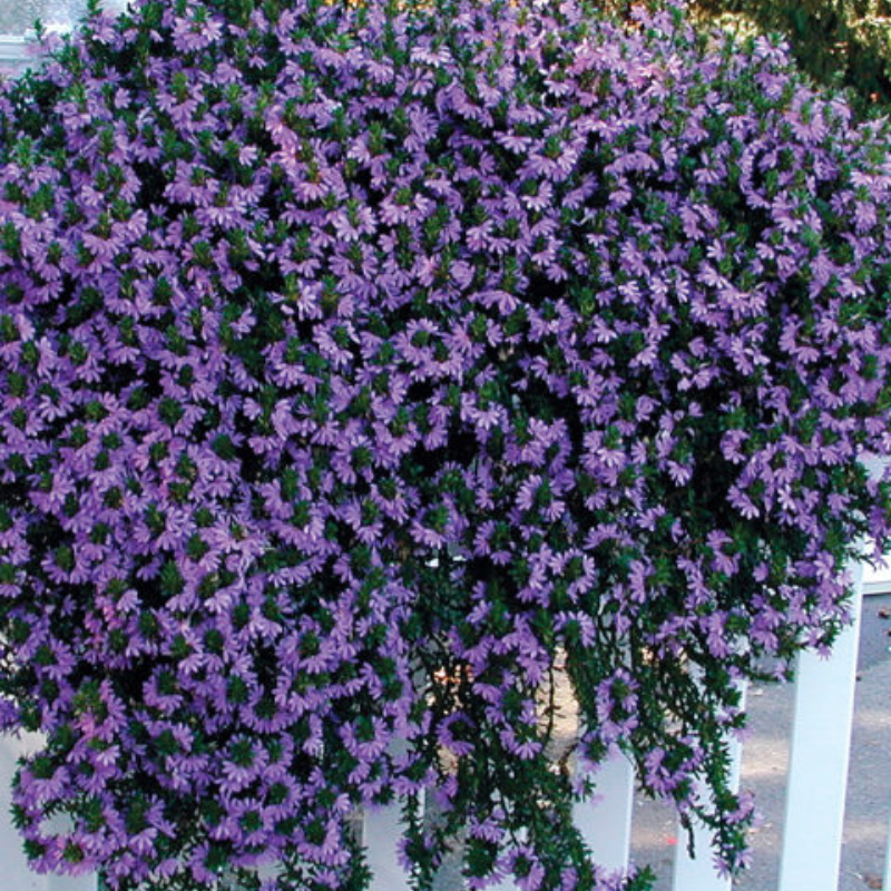 Scaevola Scalora Brilliant Plant Plug (Scaevola aemula) – Cascading vi ...