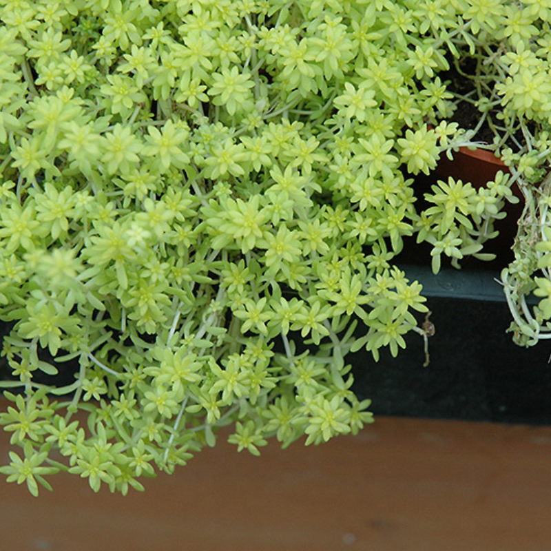 Sedum Fine Leaf Gold Plant Plug (Sedum lineare ‘Golden Teardrop’) – Tr ...