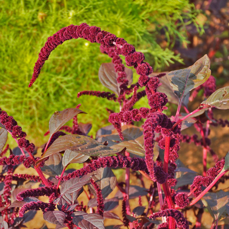 Hopi Red Dye Amaranth Organic Seeds (Amaranthus cruentus) – Striking d ...