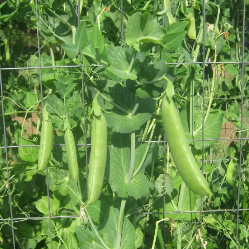 Super Snappy Pea Organic Seeds (Pisum sativum) – Crisp, extra-large sn ...