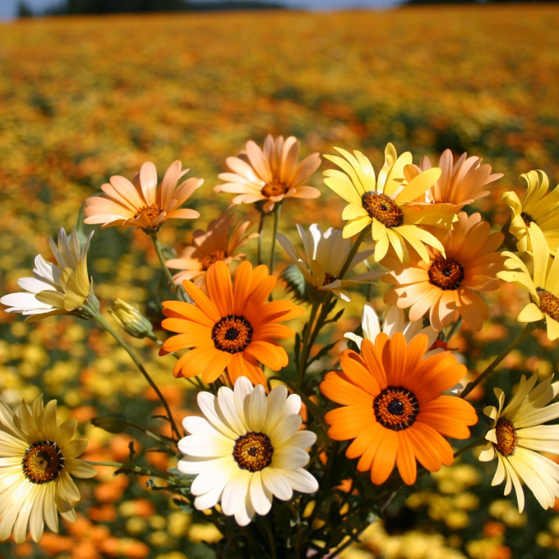 African Daisy ‘Mixed Colors’ (Dimorphotheca sinuata) Organic, drought ...