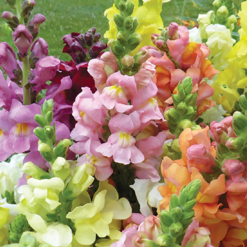 First Lady Snapdragon ‘Mixed Colors’ (Antirrhinum majus) – Organic, vi ...