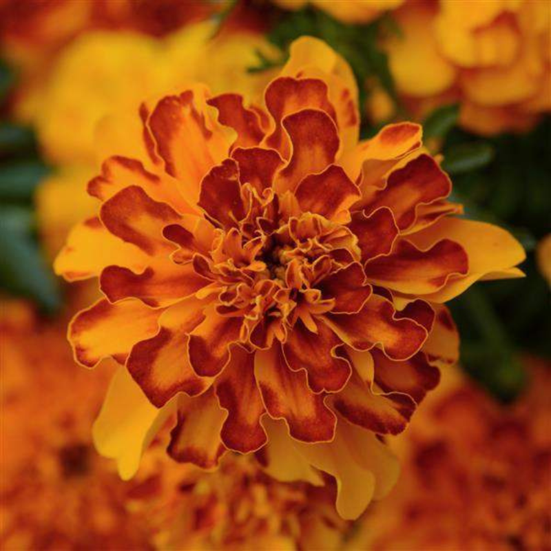 Bolero Dwarf Marigold (Tagetes patula) – Organic, compact, bushy plant ...