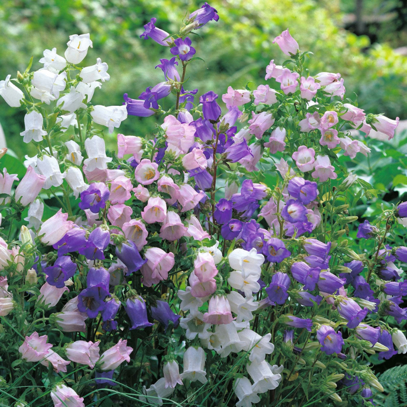 Canterbury Bells ‘Calycan Mixed Colors’ (Campanula medium) – Organic ...