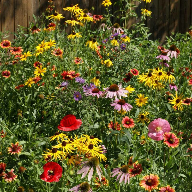 Wildflower Perennial Mix Organic Seeds – Hardy, long-lasting wildflowe ...