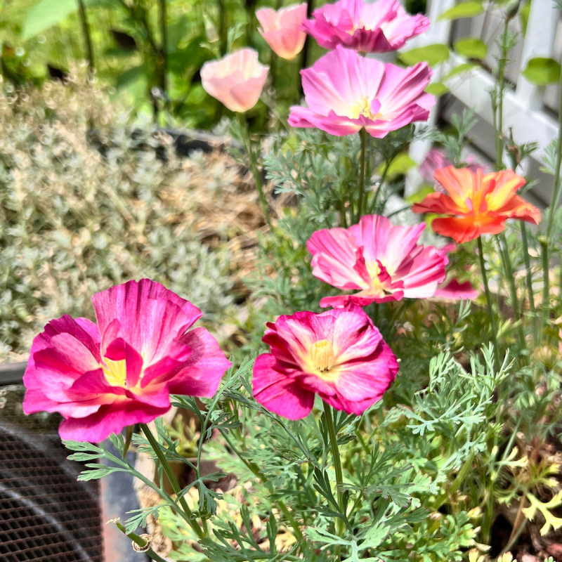 Watermelon Heaven California Poppy Organic Seeds (Eschscholzia califor ...