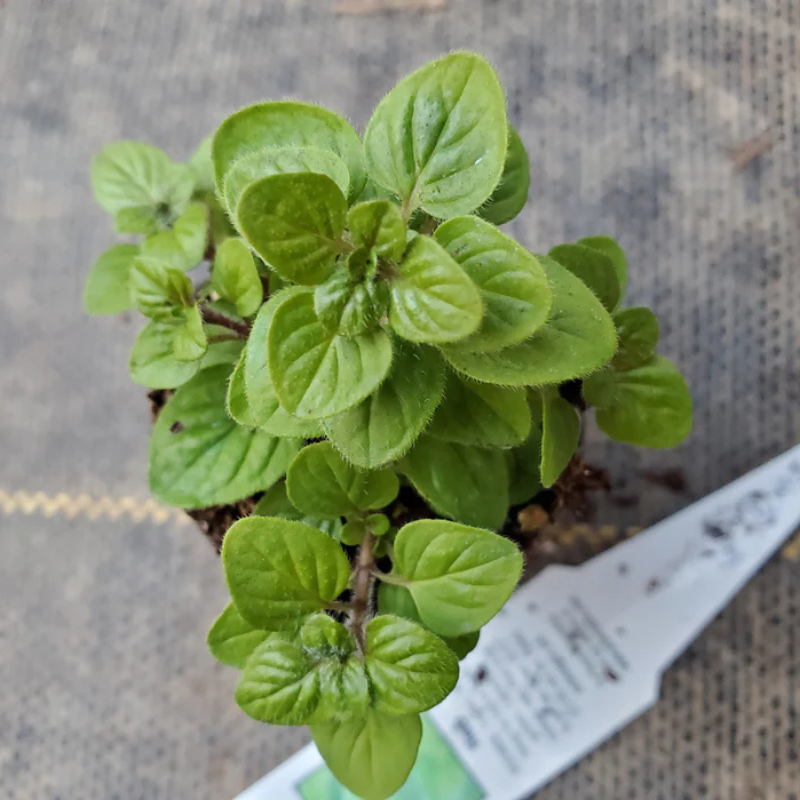 Oregano ‘Compact’ Plant Plug (Origanum vulgare) – Aromatic and flavorf ...