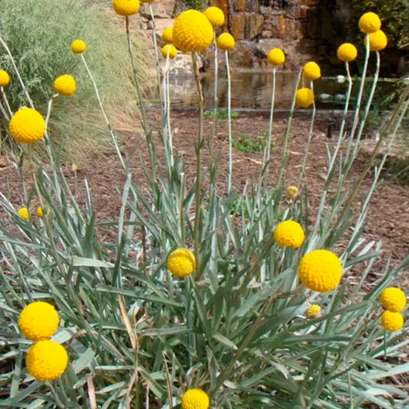 Craspedia ‘Golf Beauty IMP’ Plant Plug (Craspedia globosa) – Golden, b ...