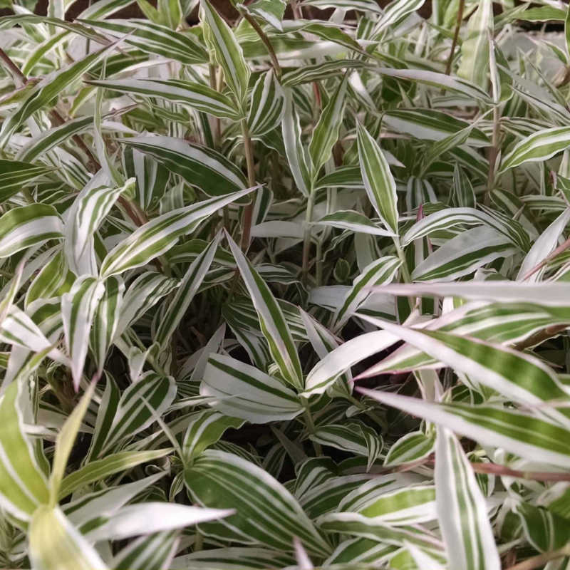 Basket Grass ‘Variegated’ Plant Plug (Oplismenus hirtellus) – Attracti ...