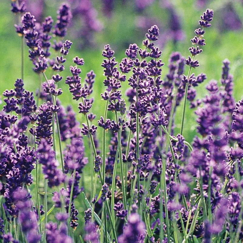 Lavender ‘True’ (Lavandula angustifolia) – Fragrant, deep purple spike ...